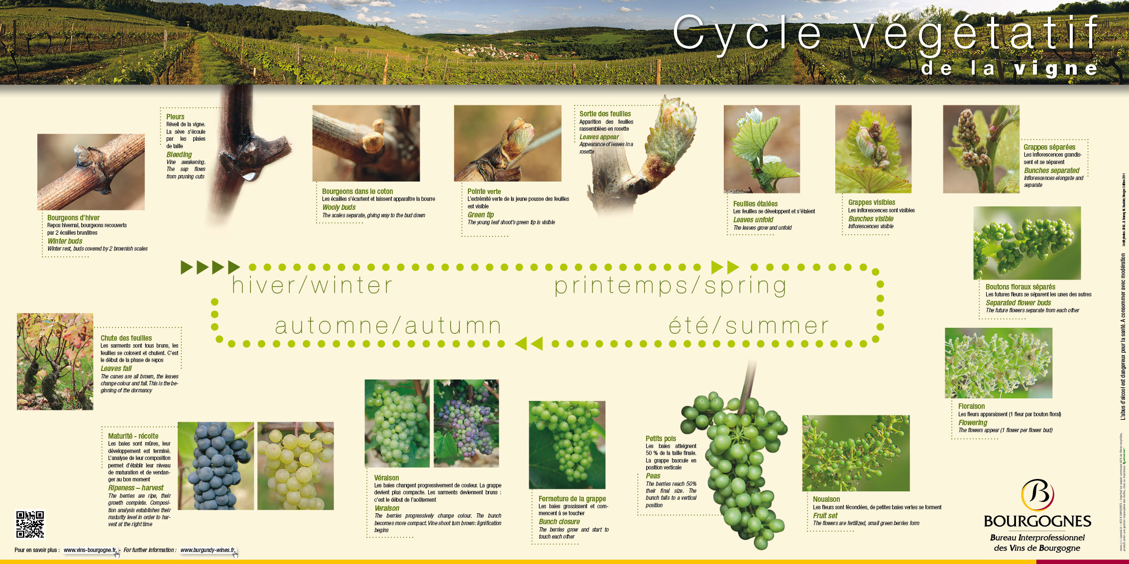 Poster - Cycle végétatif de la vigne - | Documentation du BIVB