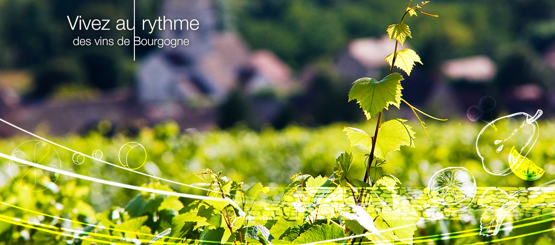Vins de Bourgogne, le plus beau voyage aromatique