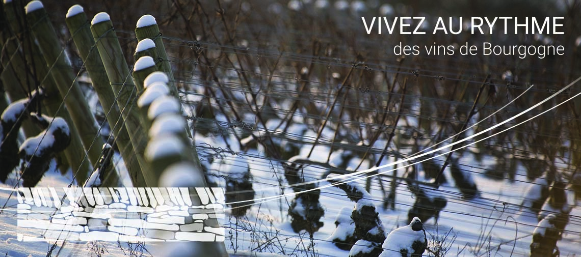 Vins de Bourgogne, le plus beau voyage aromatique - Vins de Bourgogne