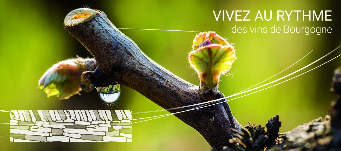 Présentation du BIVB - Bureau Interprofessionnel des Vins de Bourgogne ...